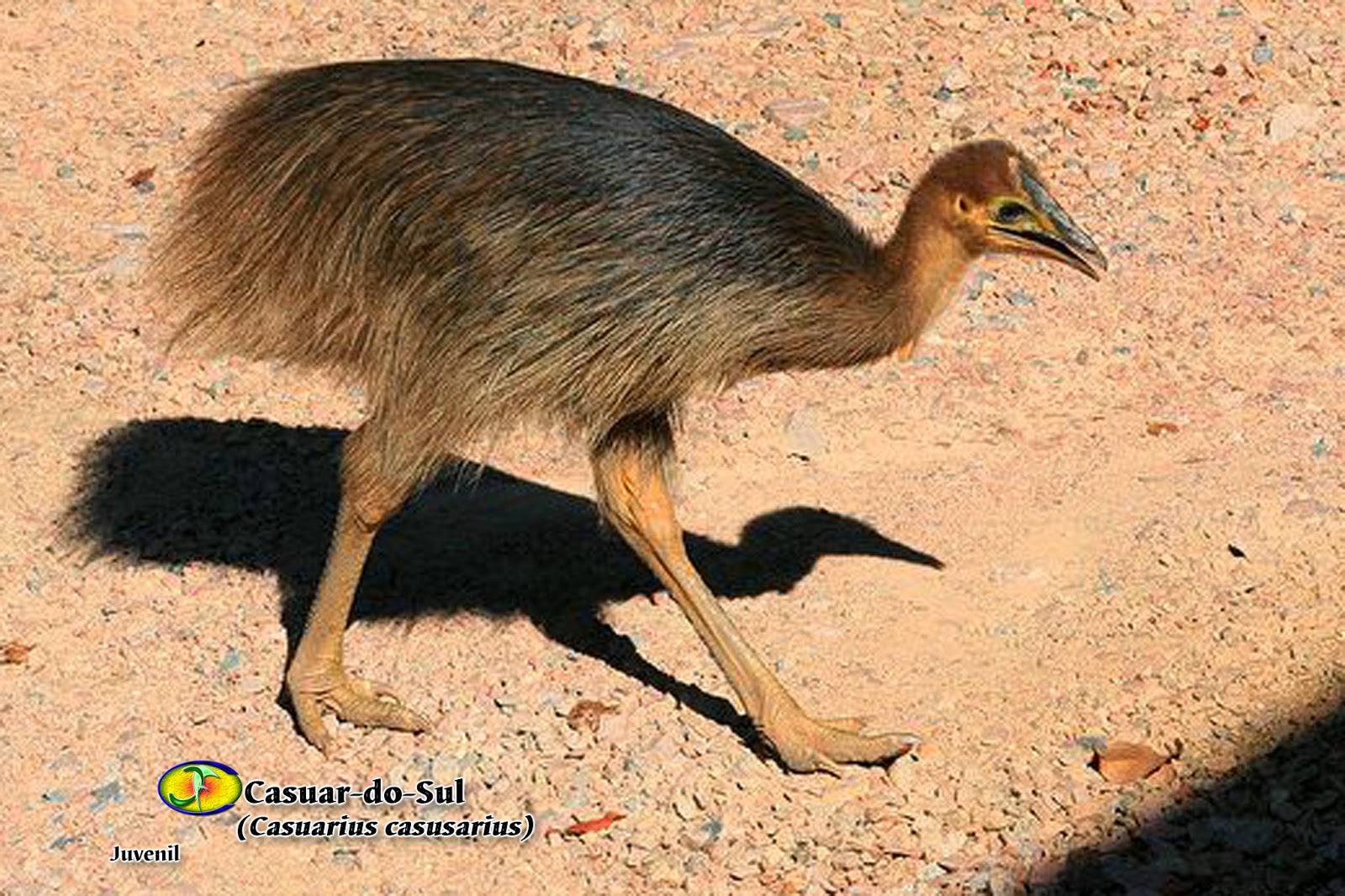 Zoologia: Casuar-do-Sul (Casuarius casuarius)
